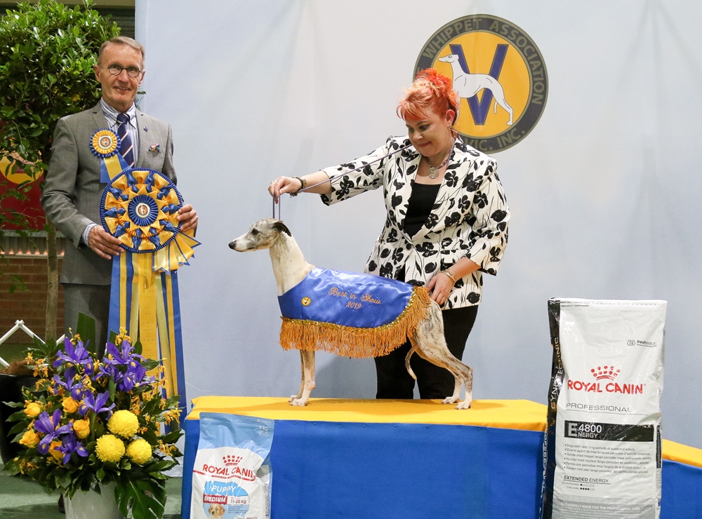 Perri whippet – Taejaan