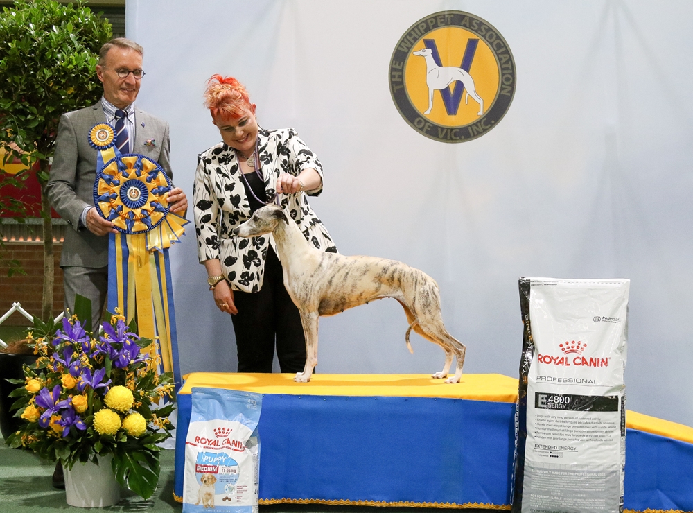 Perri whippet – Taejaan