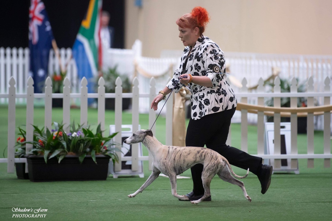 Perri whippet – Taejaan