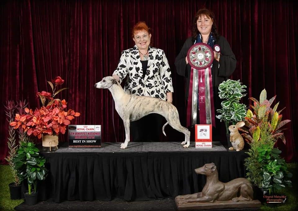 Perri whippet – Taejaan