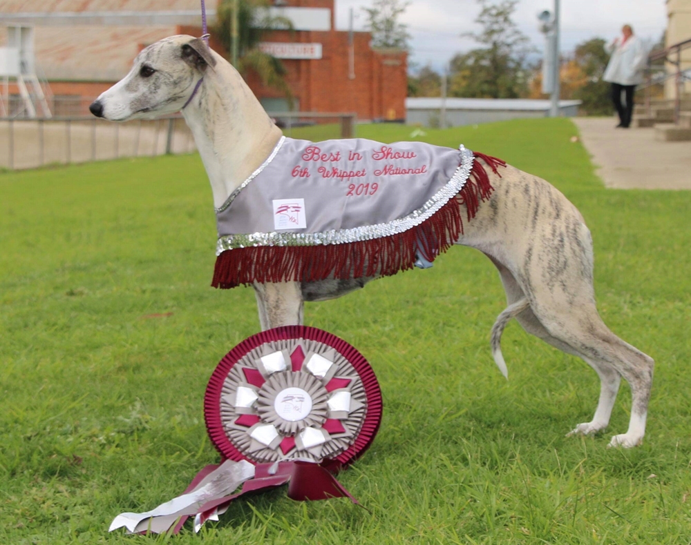 Perri whippet – Taejaan